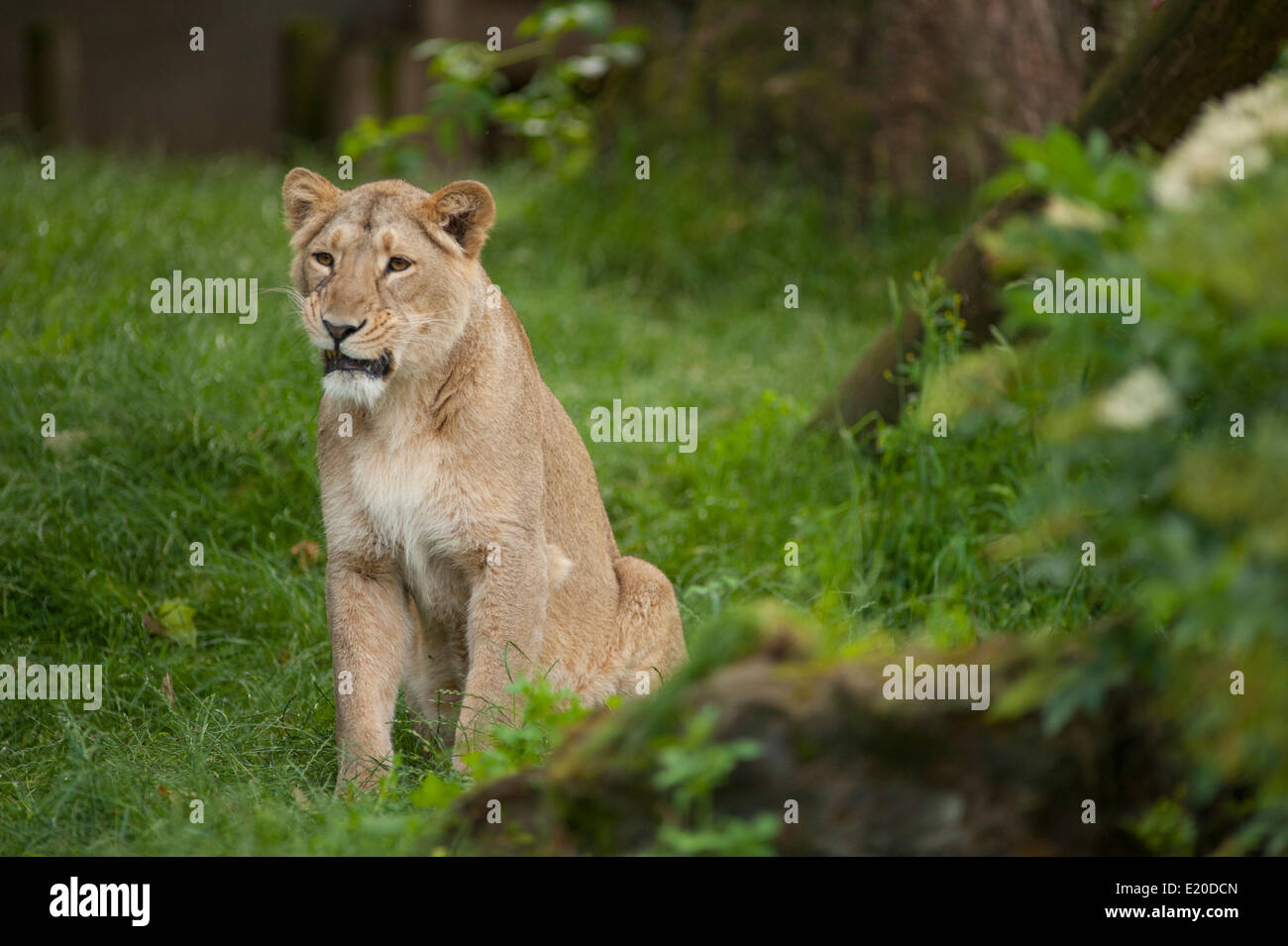 London zoo lions hi-res stock photography and images - Alamy