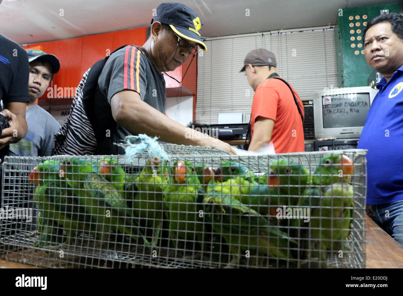 A illegal trade of wild life 48 pcs of Parrot birds (36 adults 12 young ...