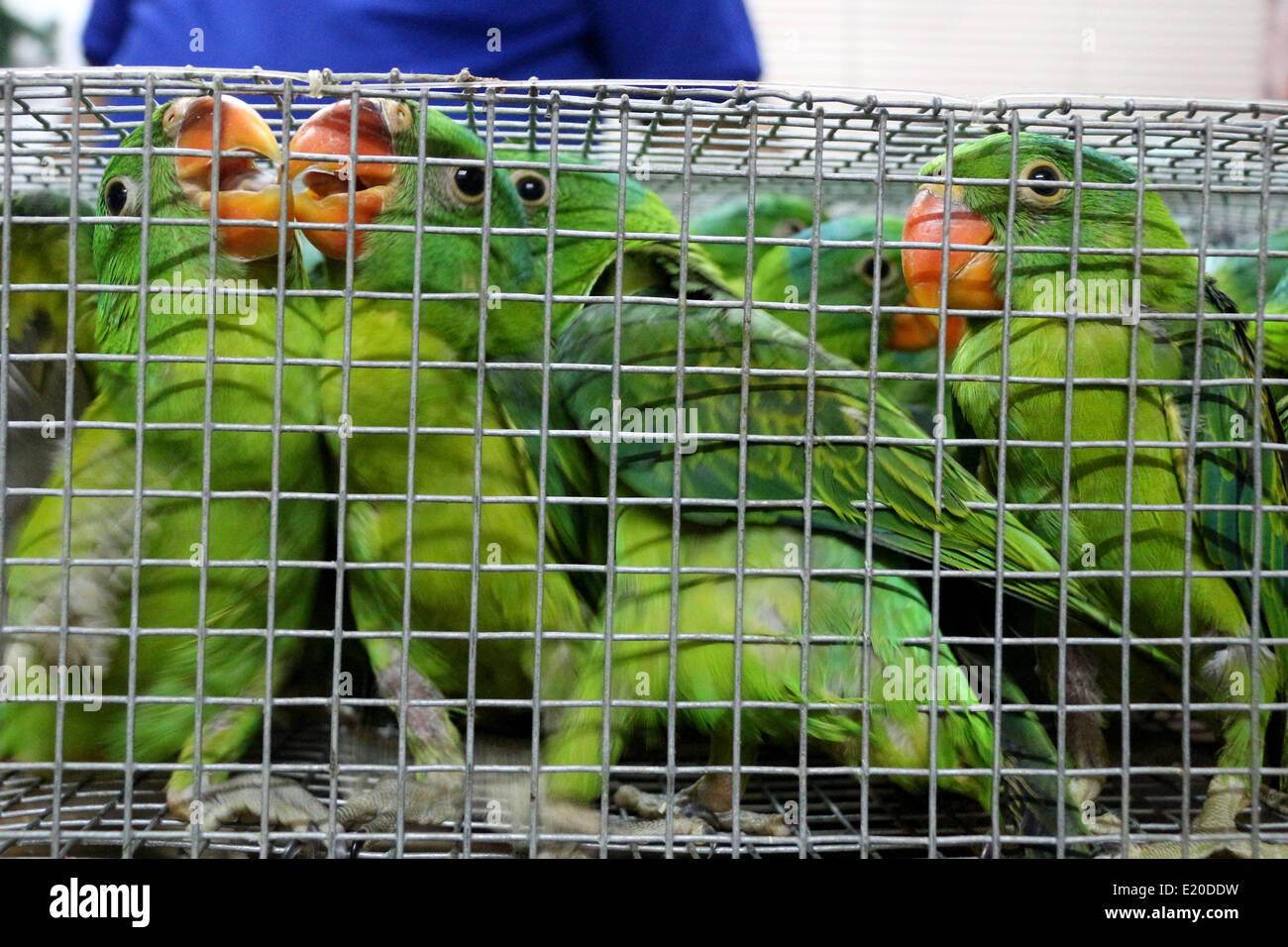 A illegal trade of wild life 12 young Parrot bird & 3 Mayna birds was ...