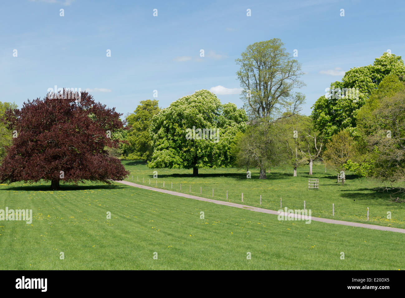Green field with trees and track at Wimborne, Dorset. UK Stock Photo ...
