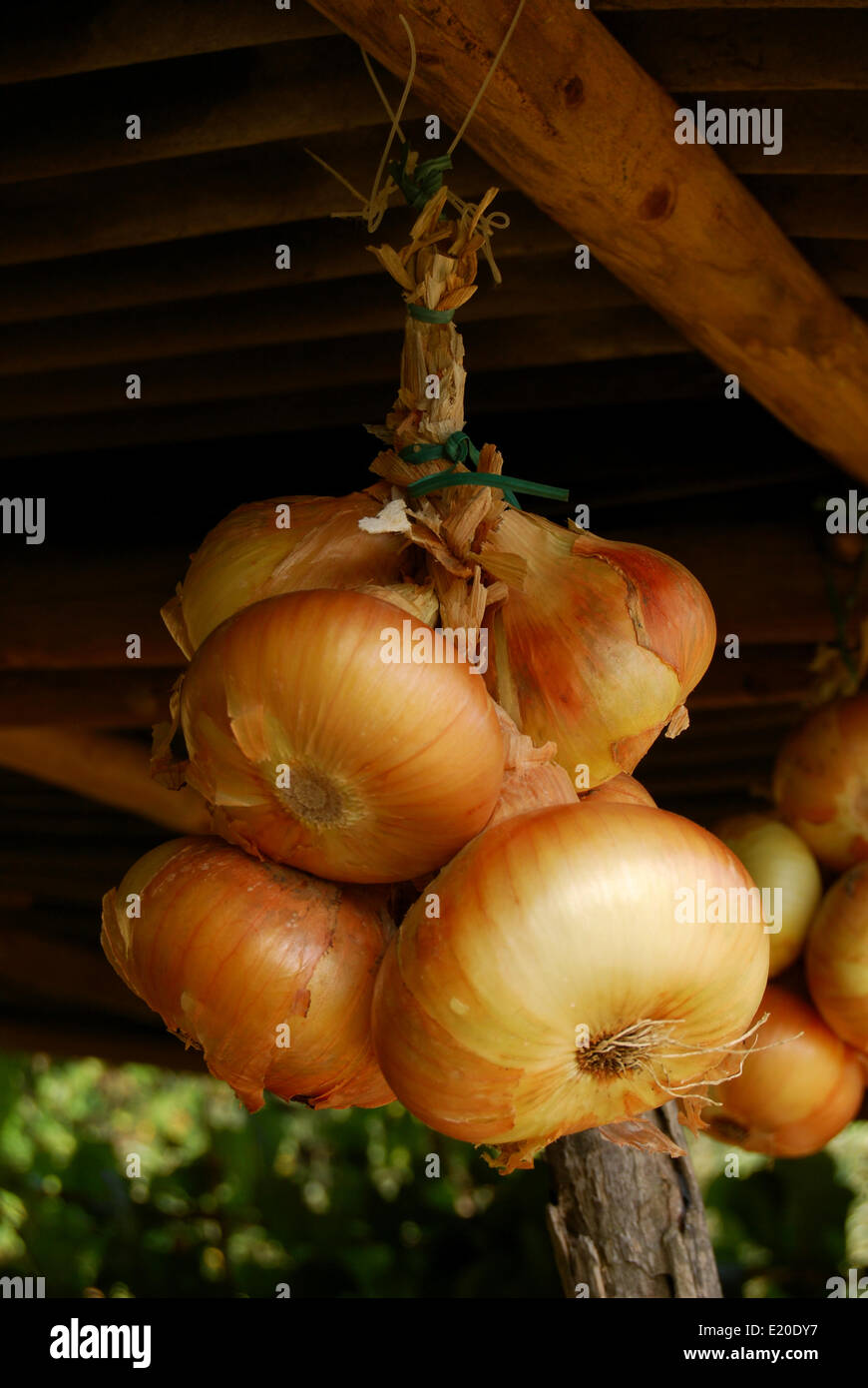 Italian Onions drying Stock Photo - Alamy