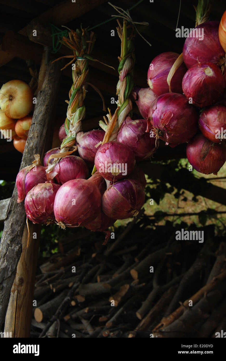 Hanging onions hi-res stock photography and images - Alamy