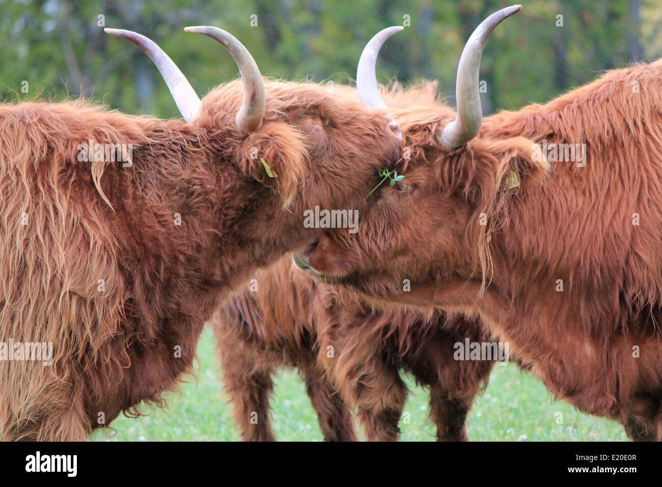 Scottish cows hi-res stock photography and images - Alamy