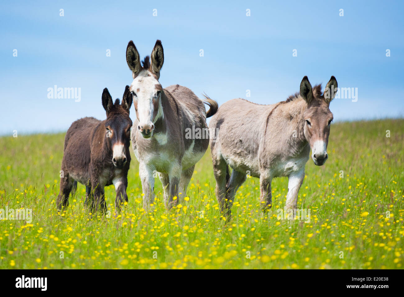 Three donkeys in a field of buttercups Stock Photo - Alamy