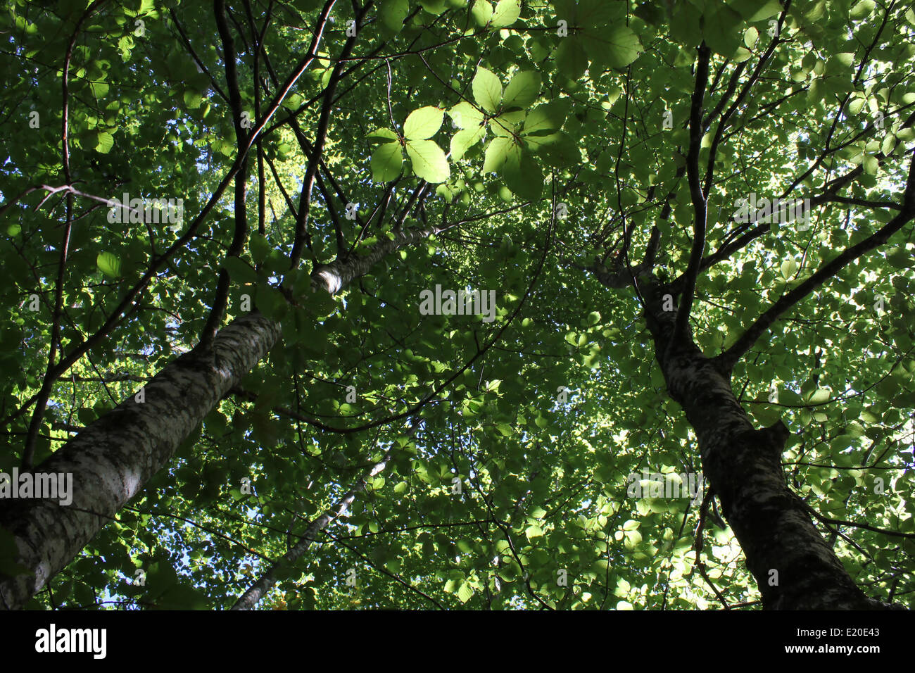 Forest and trunks Stock Photo - Alamy