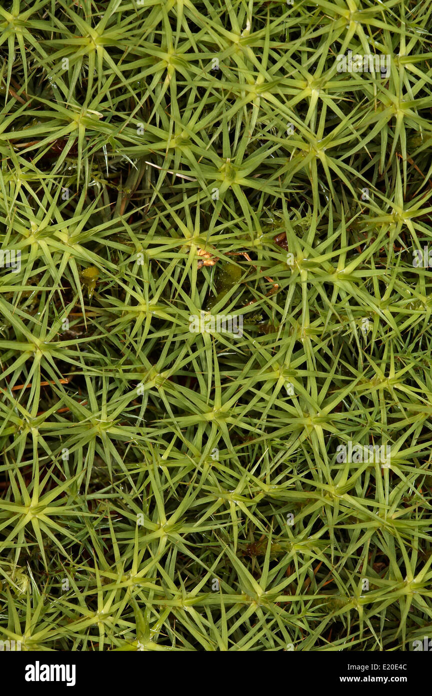 Polytrichum species hi-res stock photography and images - Alamy