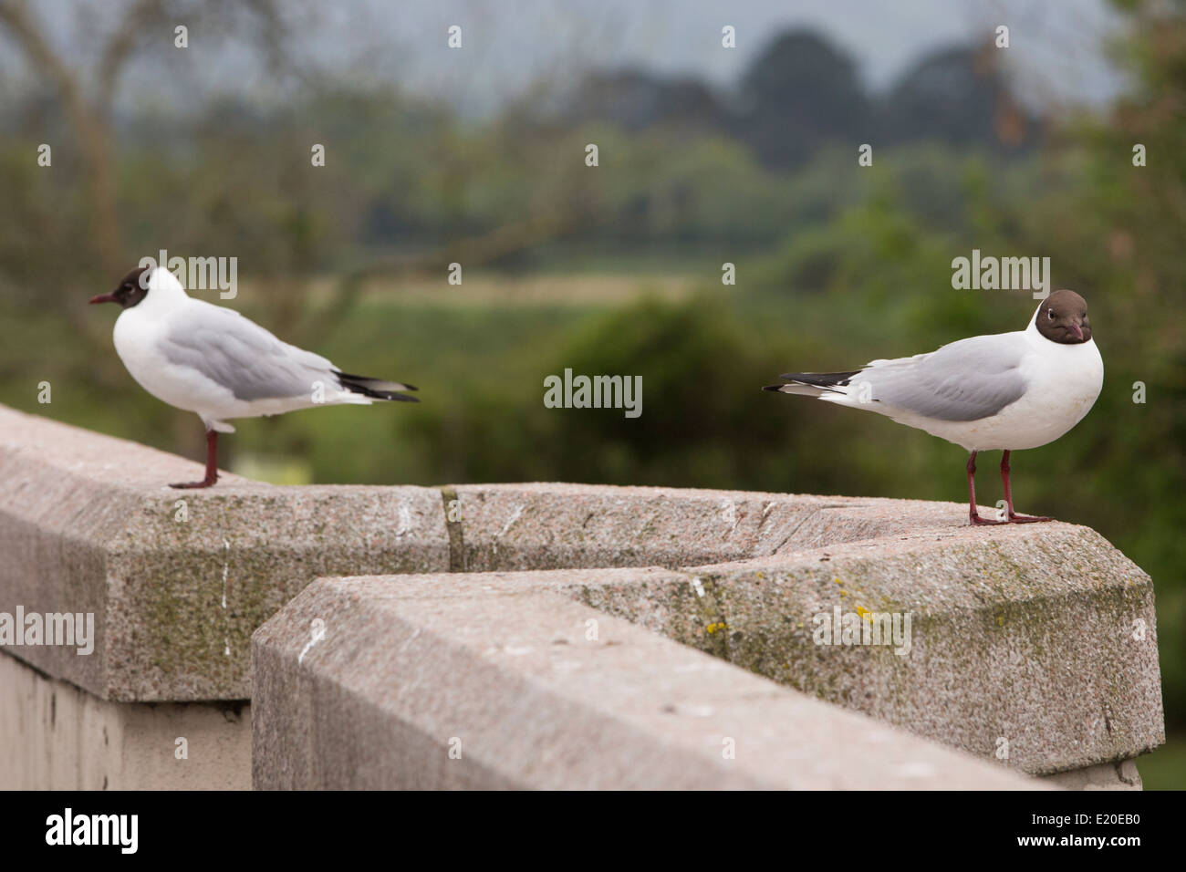 Seagulls standing guard on Wareham Bridge, Dorset Stock Photo - Alamy