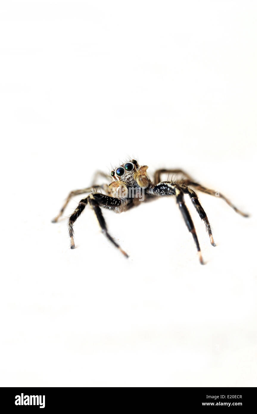 Spider closeup leaf Cut Out Stock Images & Pictures - Alamy