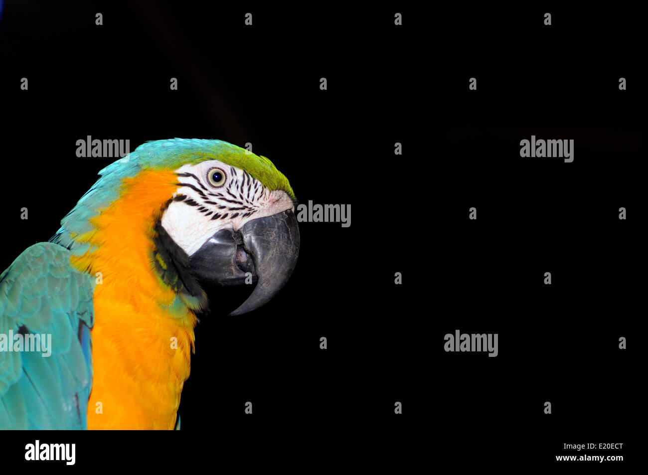 Macaw talking hi-res stock photography and images - Alamy