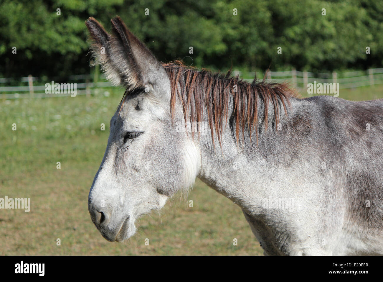 Portrait of a donkey Stock Photo - Alamy