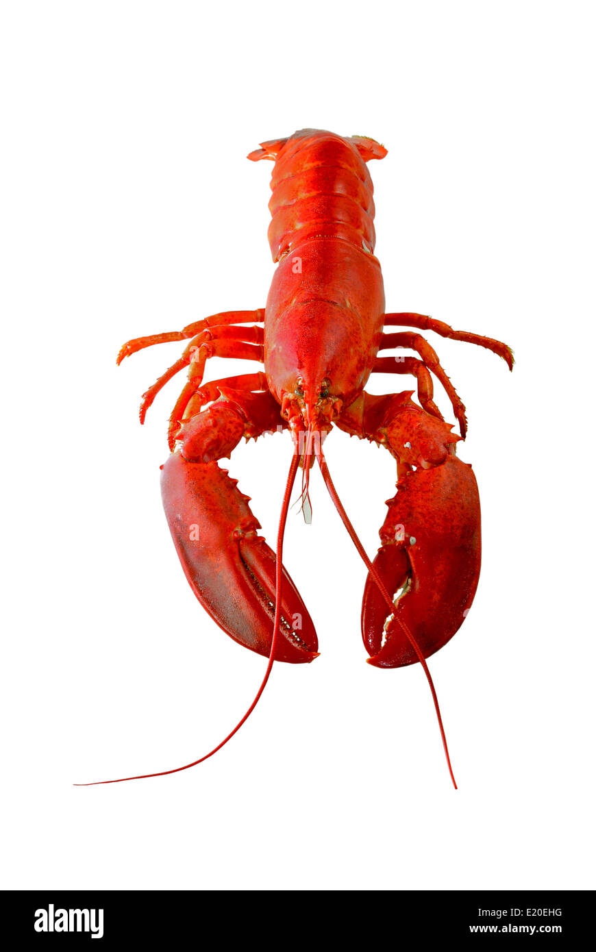 Whole Cooked Lobster Stock Photo - Alamy