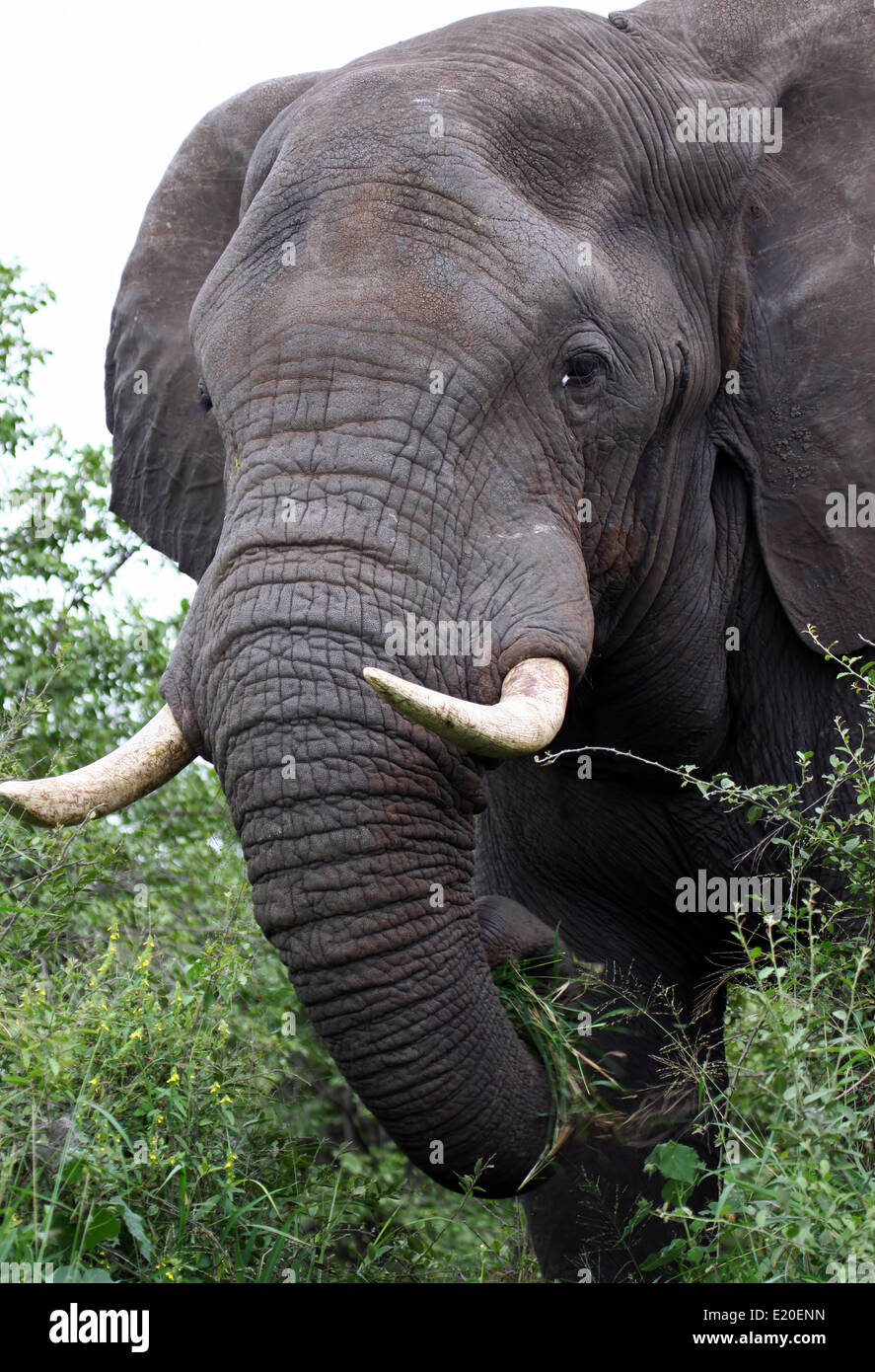 Old African elephant, south africa Stock Photo - Alamy