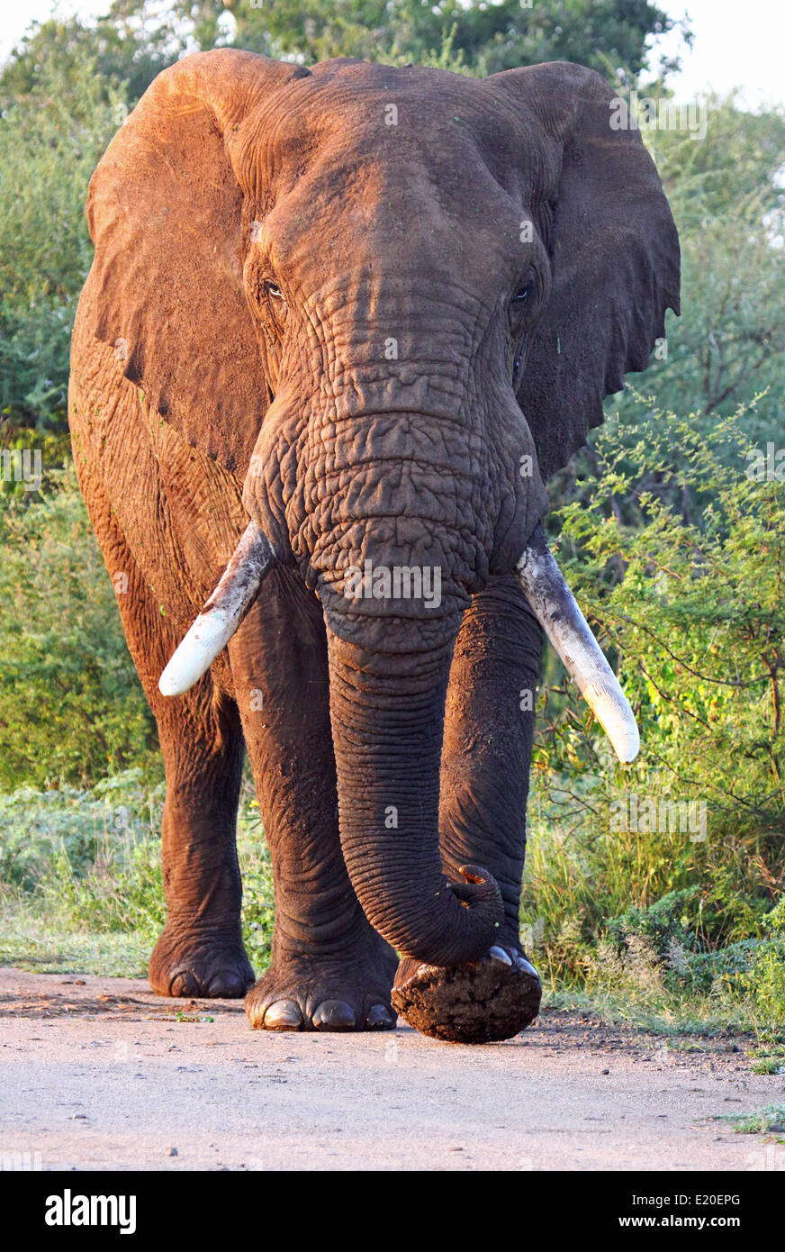 elephant on the street, south africa Stock Photo - Alamy