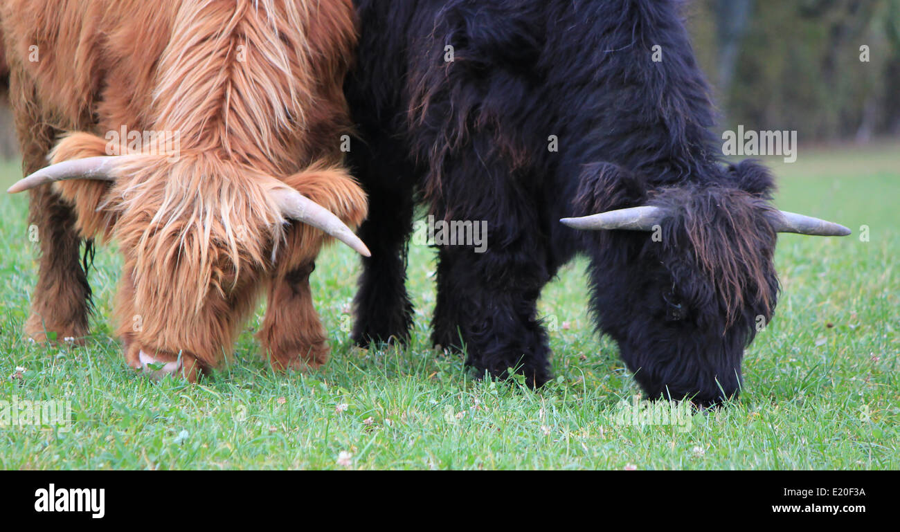 Scottish cows hi-res stock photography and images - Alamy