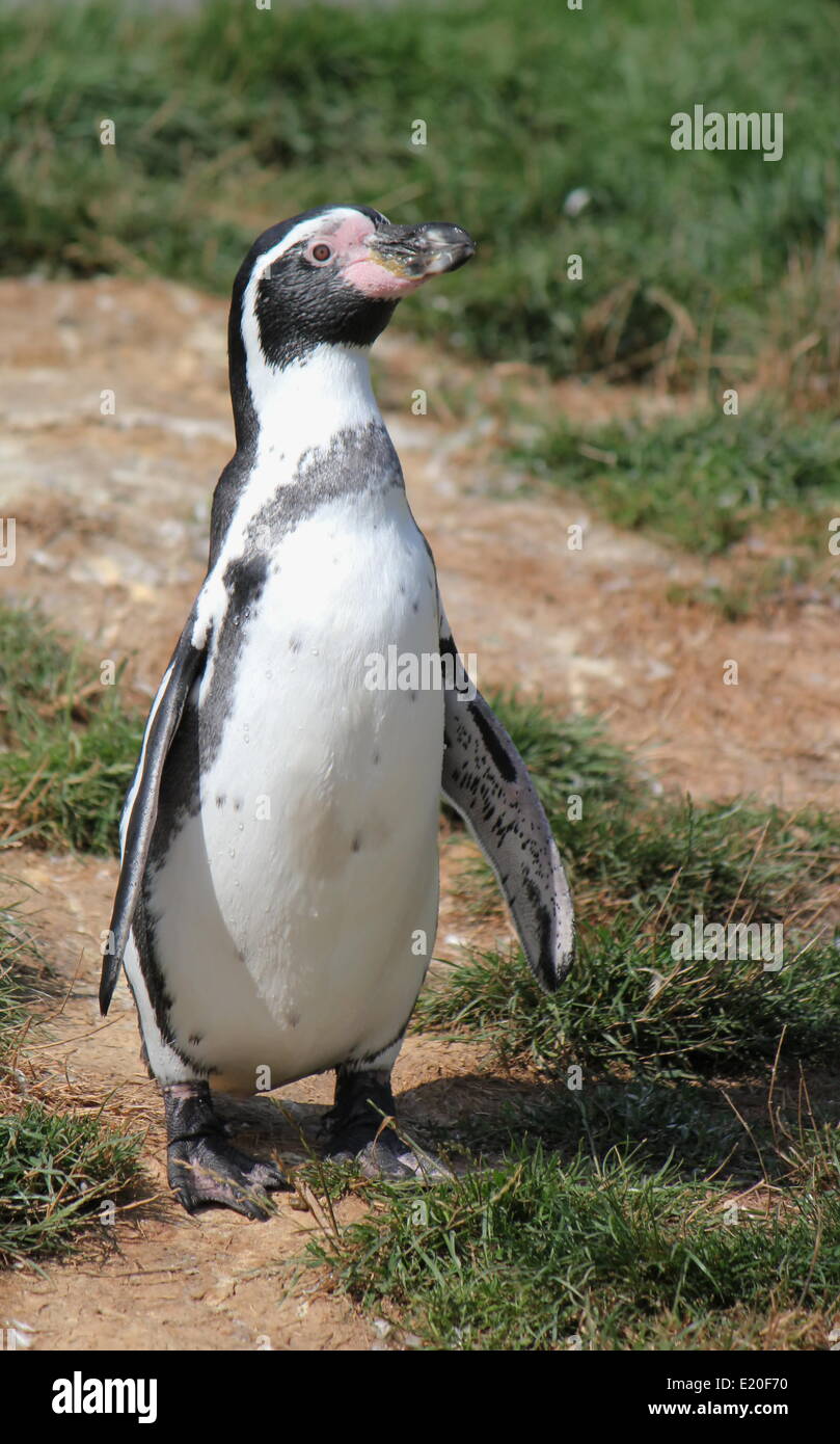 Spheniscus humboldti penguin Stock Photo - Alamy