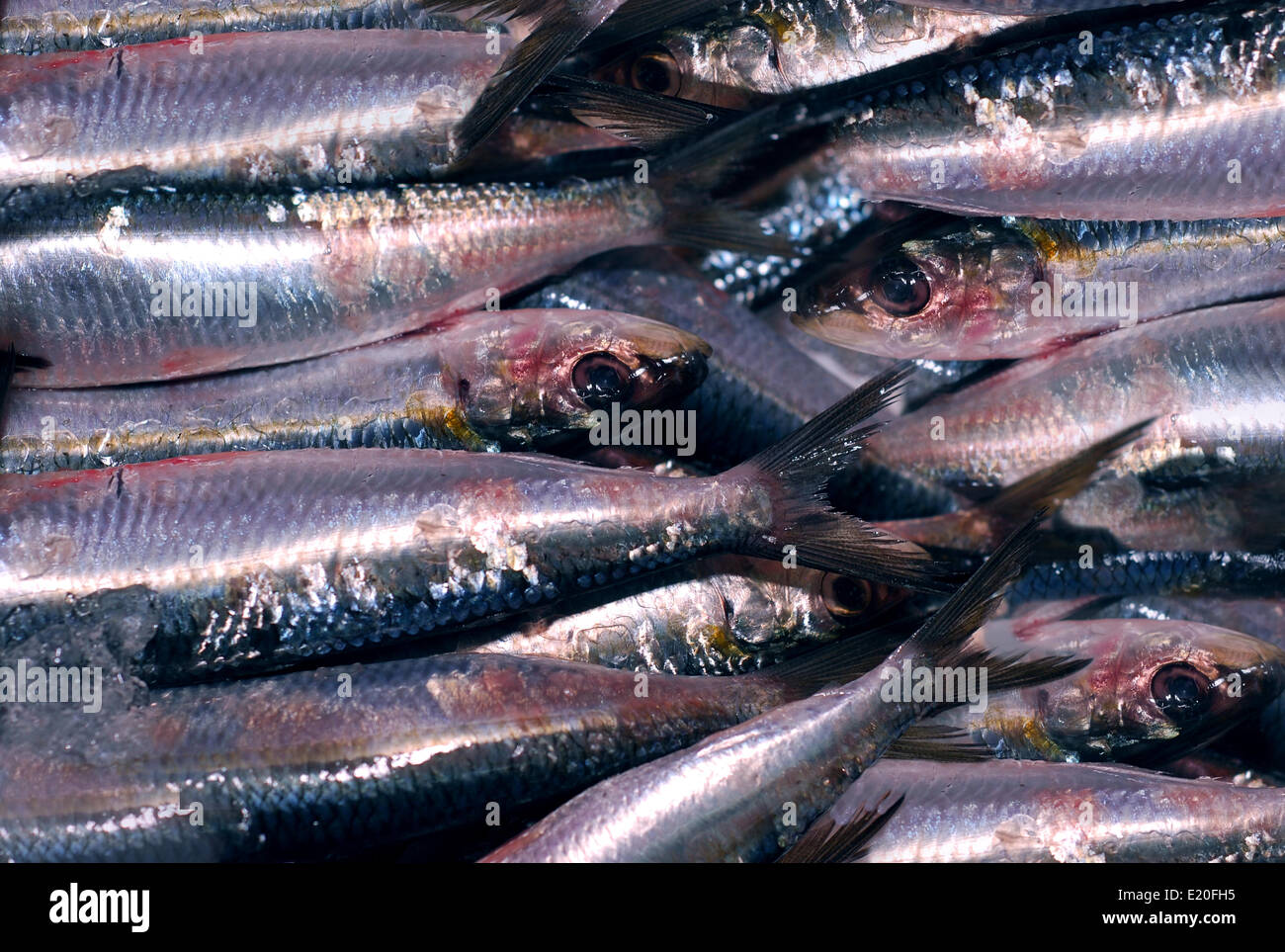 Heads of sardines hi-res stock photography and images - Alamy