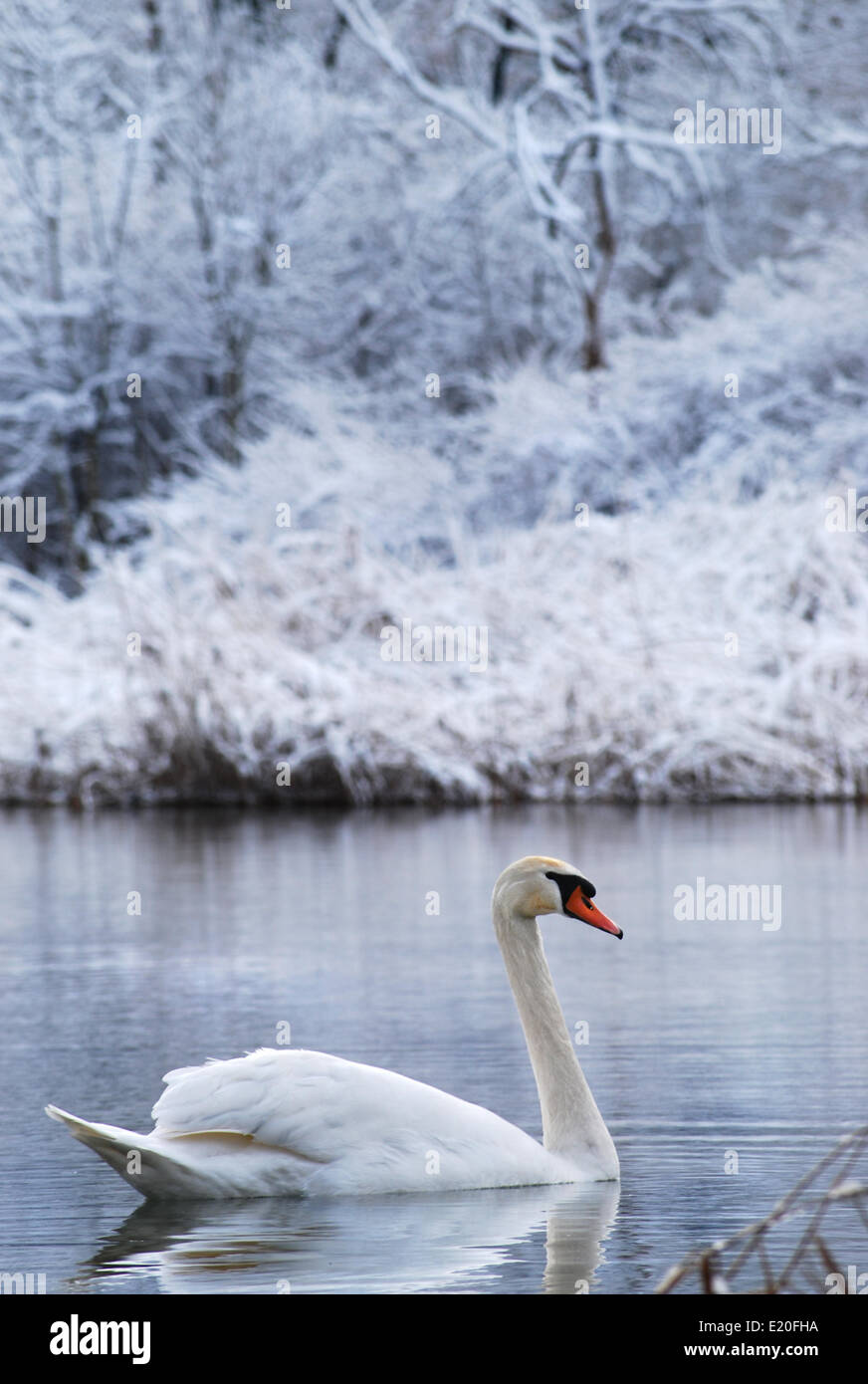 A swan on a river during a freezing winter Stock Photo - Alamy