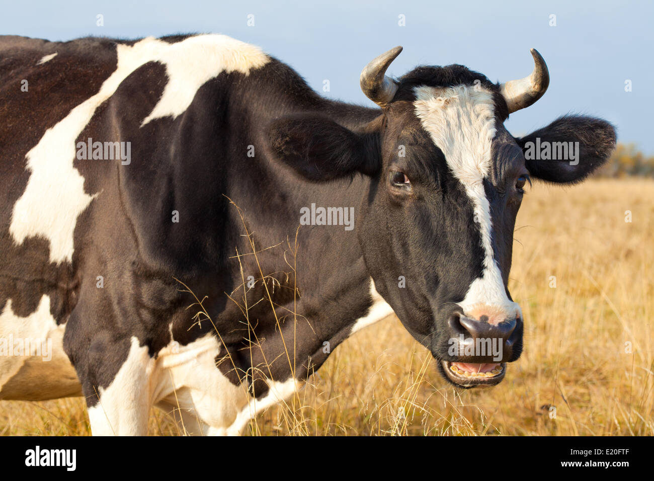 Cow close up Stock Photo - Alamy