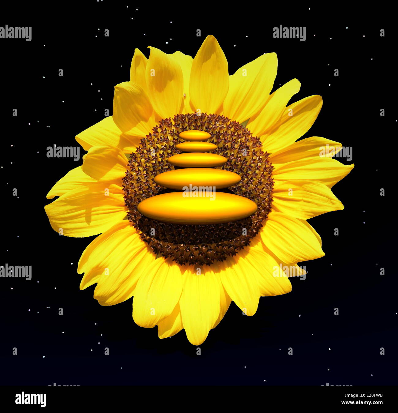 Zen sunflower by night Stock Photo - Alamy