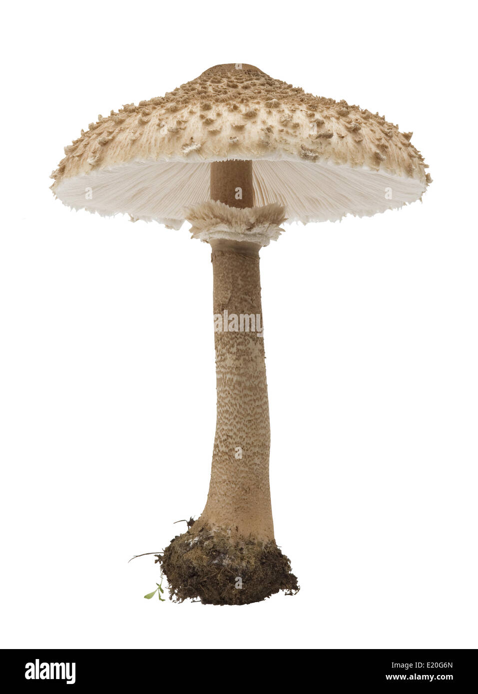 Edible mushroom picking season Cut Out Stock Images & Pictures - Alamy
