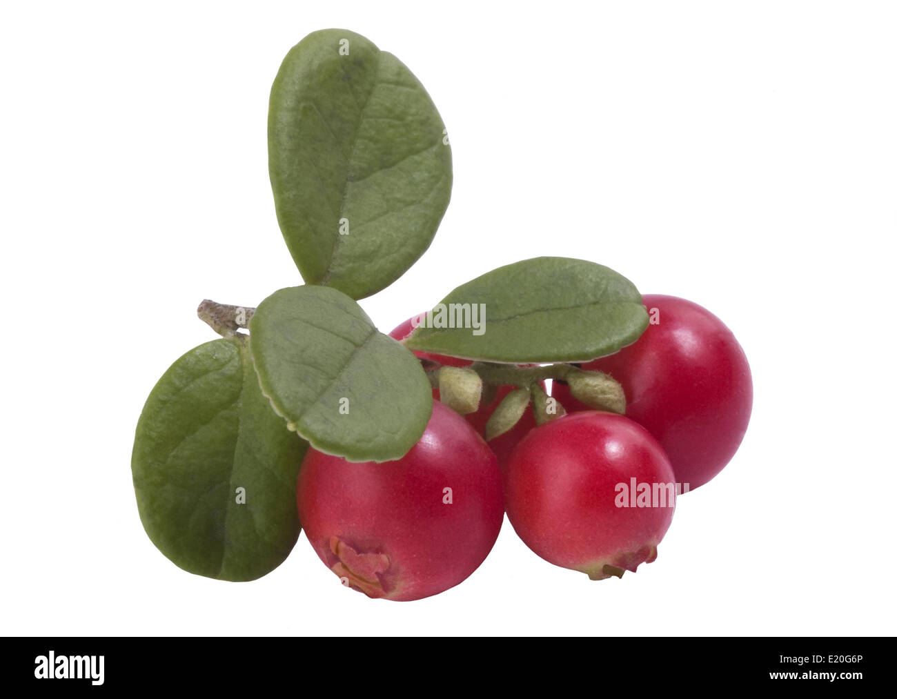 Bunch of fresh cranberries Stock Photo - Alamy