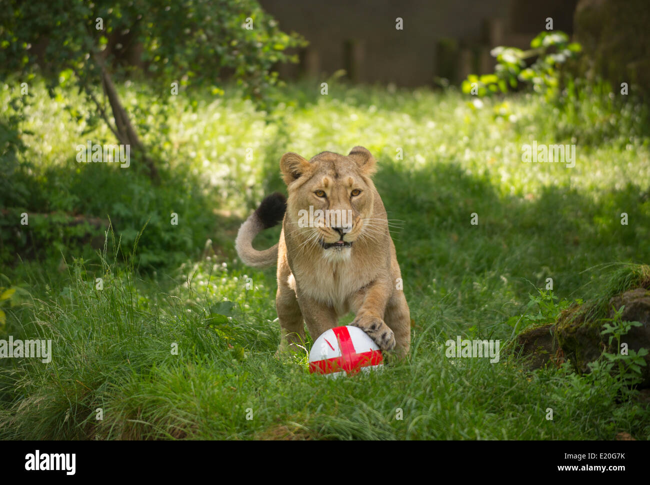 London Zoo, Regent’s Park, London UK. 12th June 2014. ZSL London Zoo’s ...