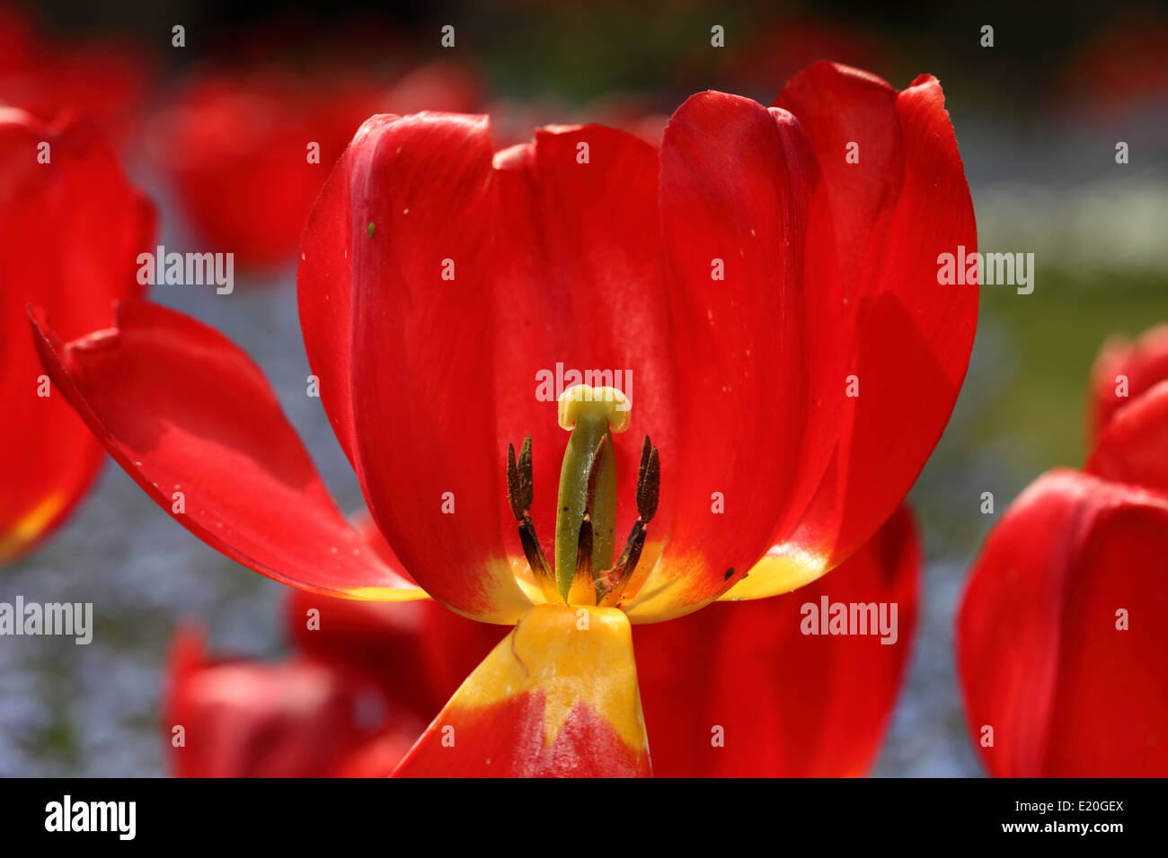 Red open tulip hi-res stock photography and images - Alamy