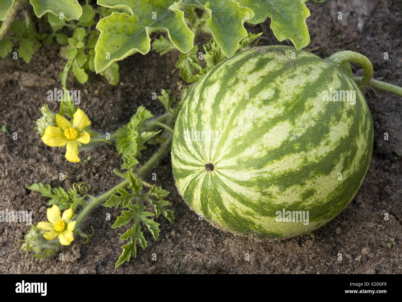 Watermelon Field High Resolution Stock Photography and Images - Alamy