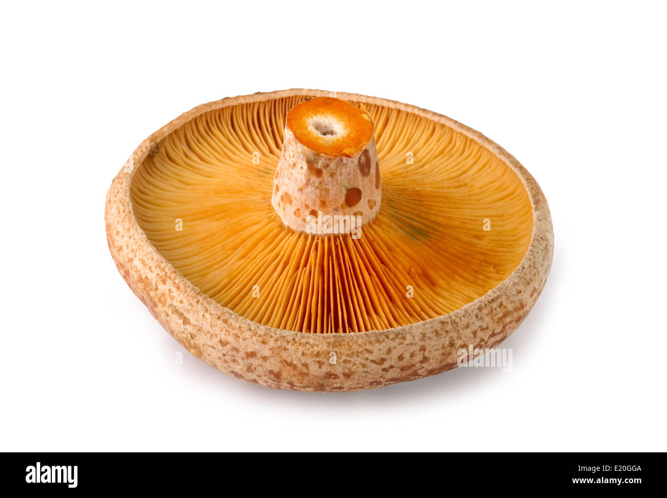 Edible mushrooms hi-res stock photography and images - Alamy
