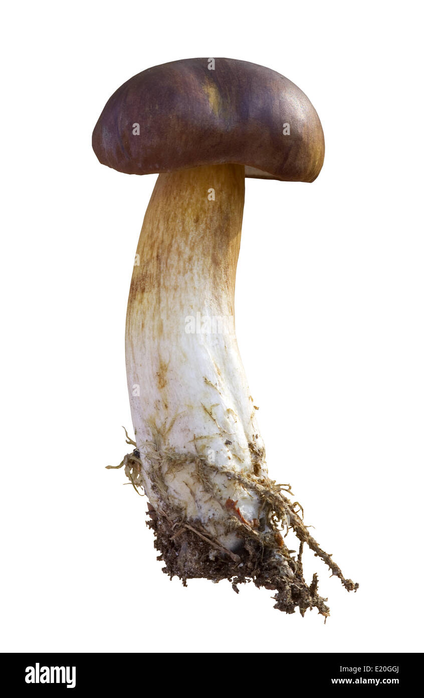 Edible mushroom picking season Cut Out Stock Images & Pictures - Alamy