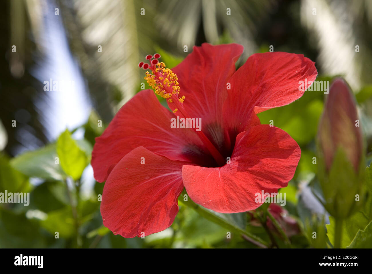 tropical flowers(Hibiscus Stock Photo - Alamy