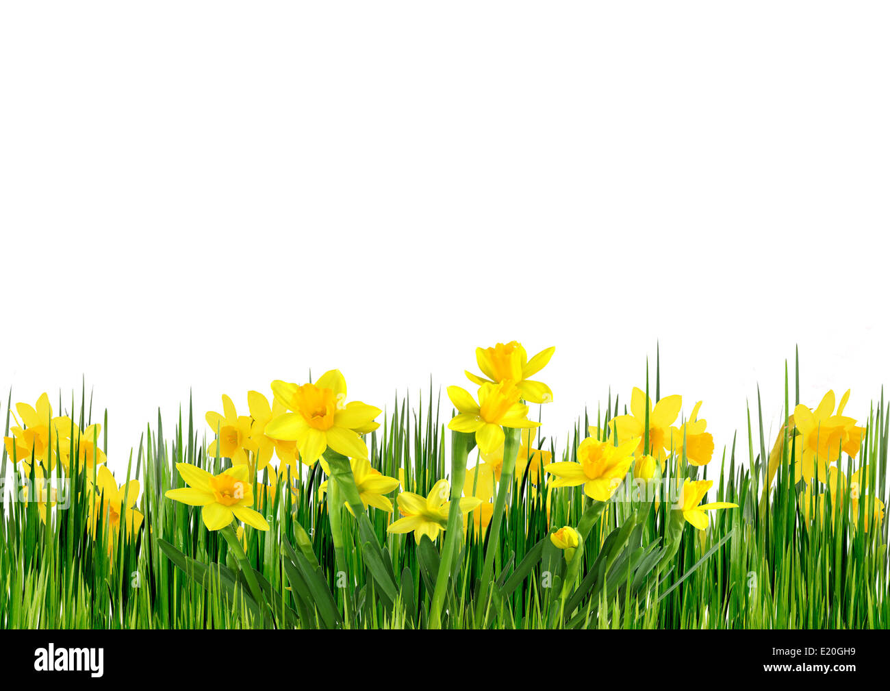 Spring flowers isolated over white background Stock Photo - Alamy