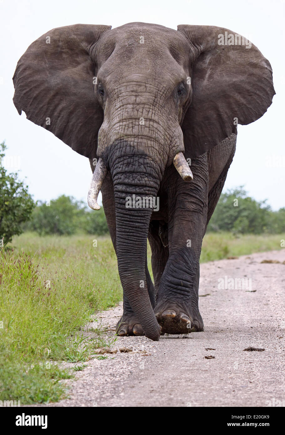 African elephant hi-res stock photography and images - Alamy