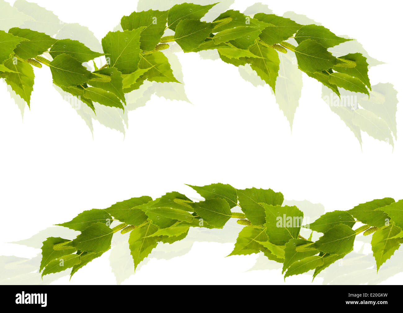 Two birch branches Stock Photo - Alamy