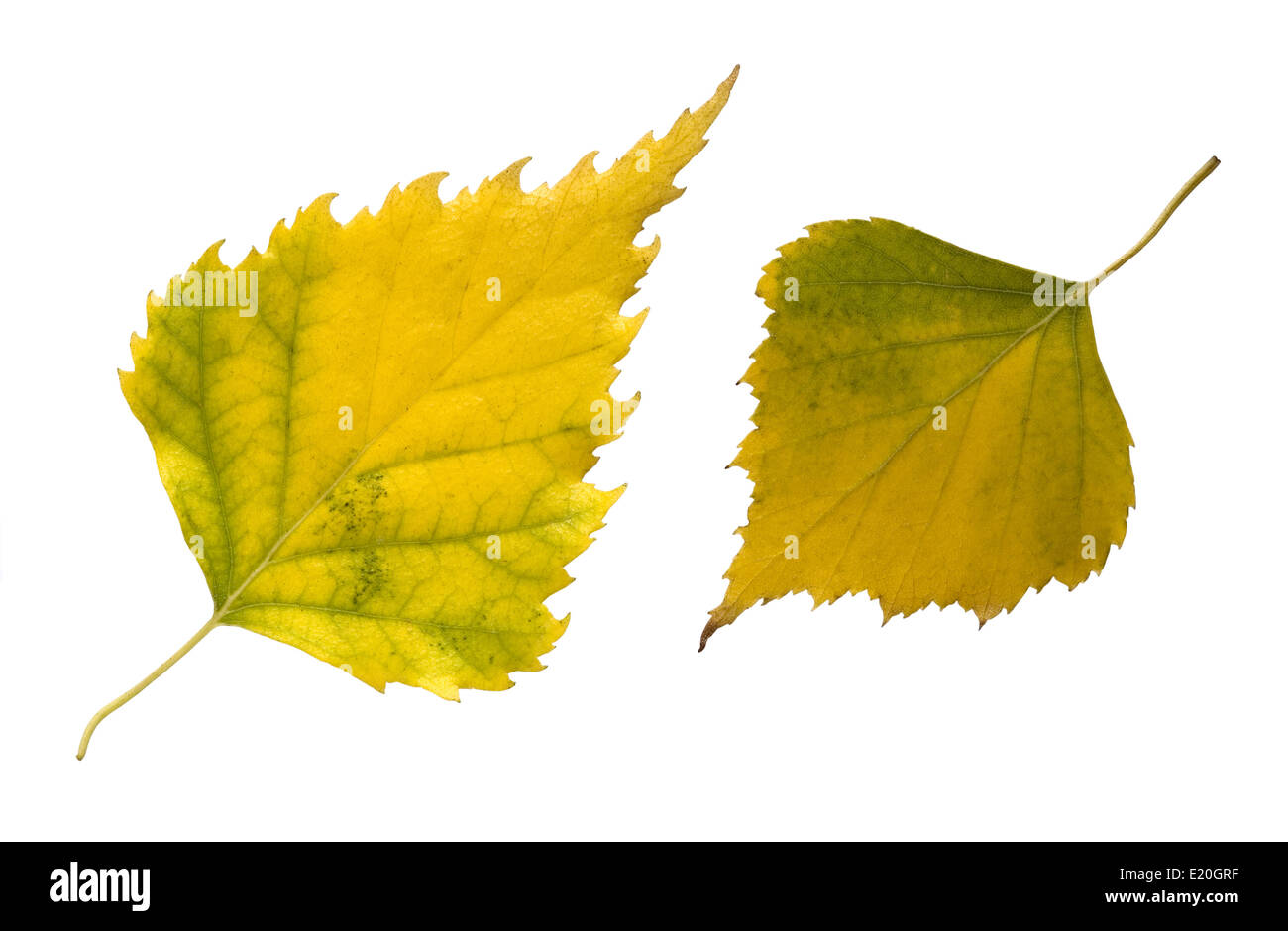 Two oak leaves hi-res stock photography and images - Alamy