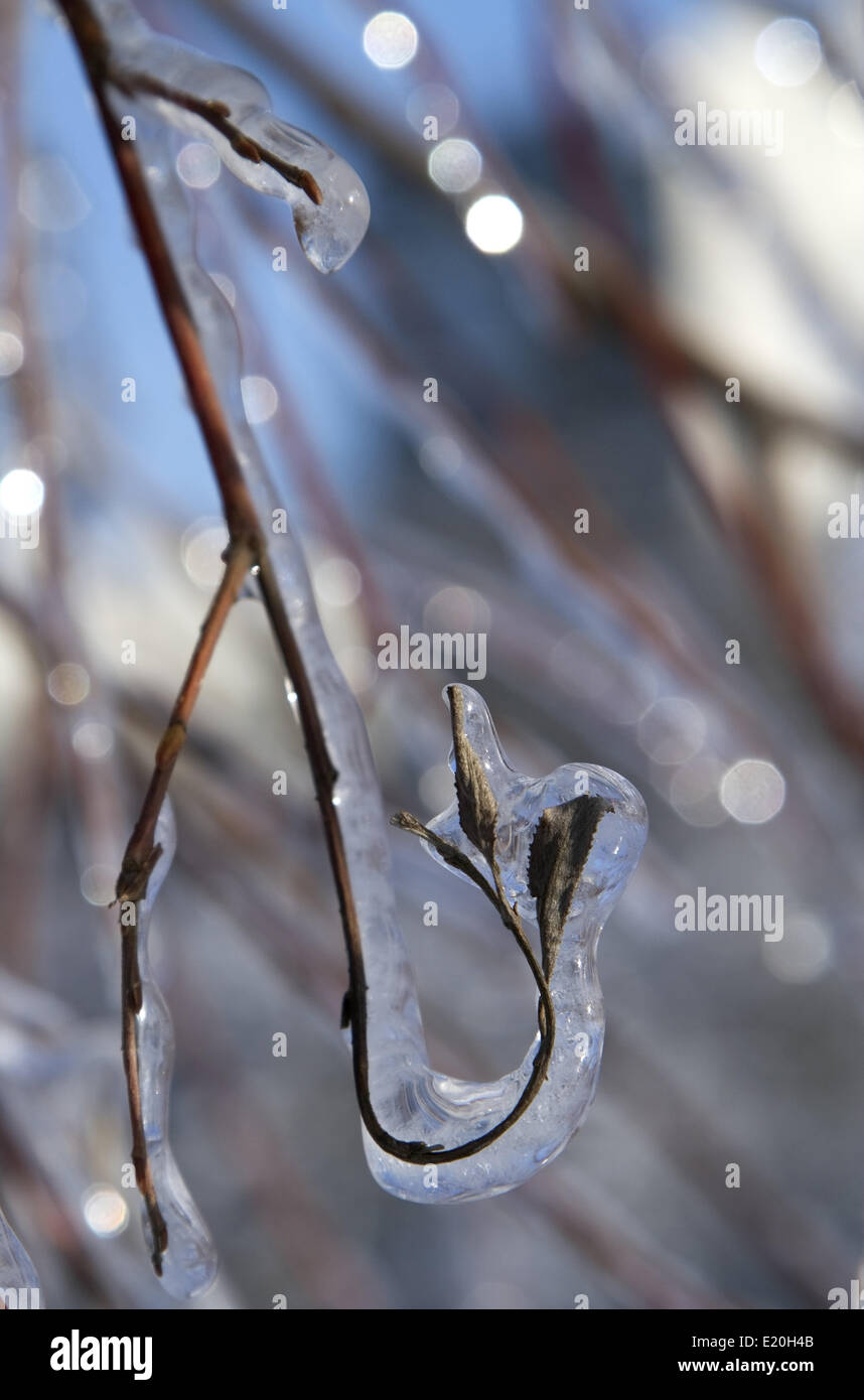 Ice covered tree branches hi-res stock photography and images - Alamy