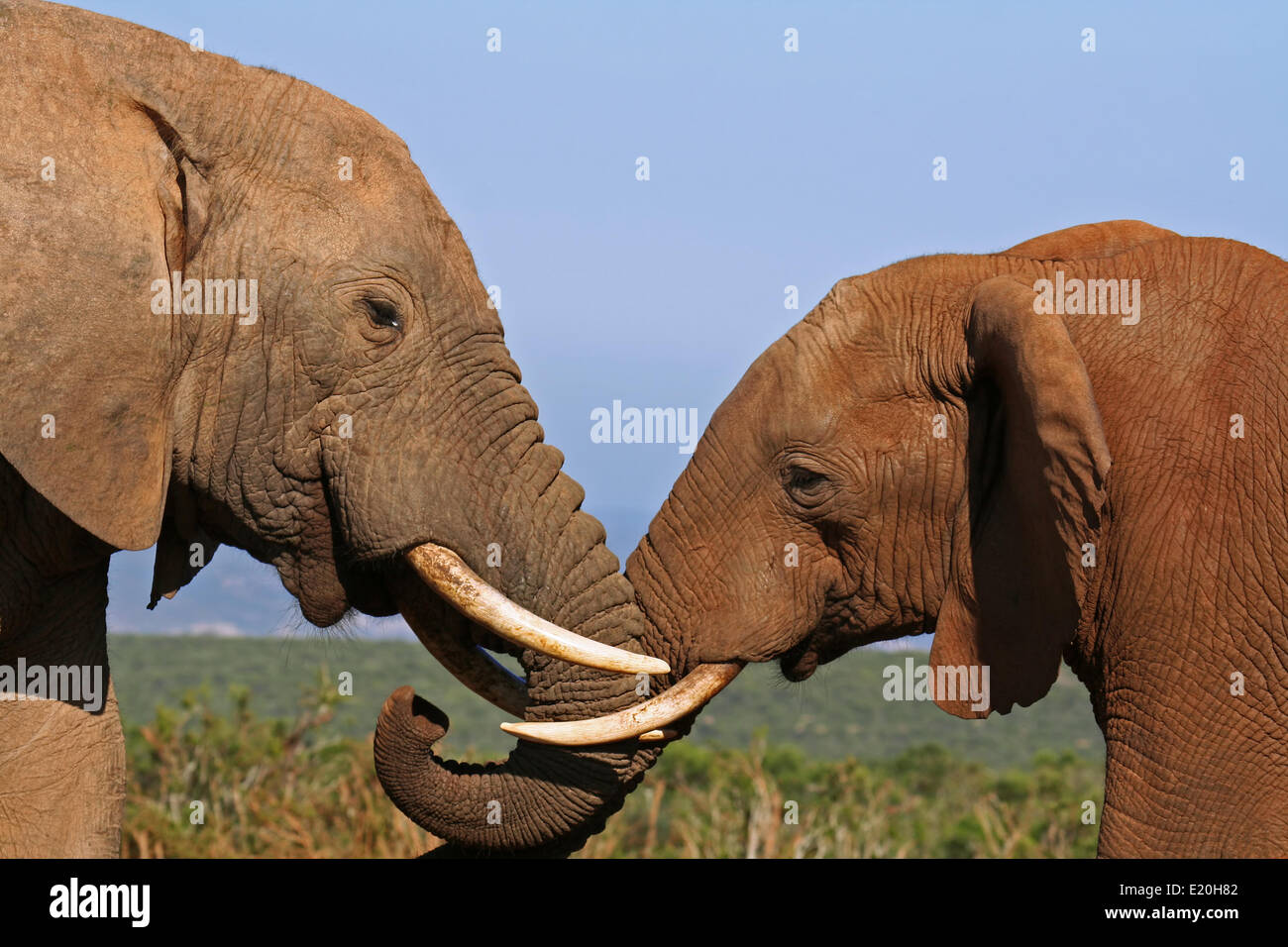 loving elephants, south africa, wildlife Stock Photo - Alamy