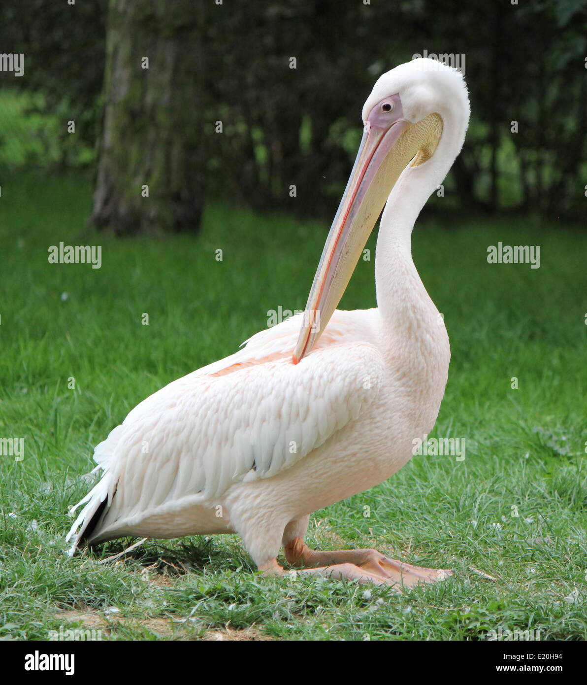 Pelican sitting hi-res stock photography and images - Alamy