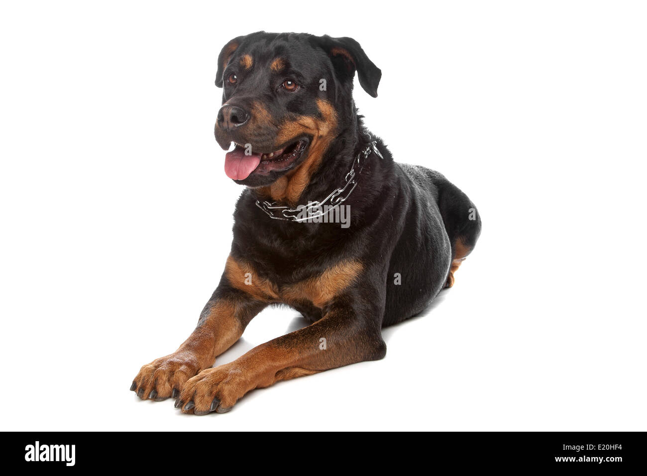 Rottweiler perro hi-res stock photography and images - Alamy
