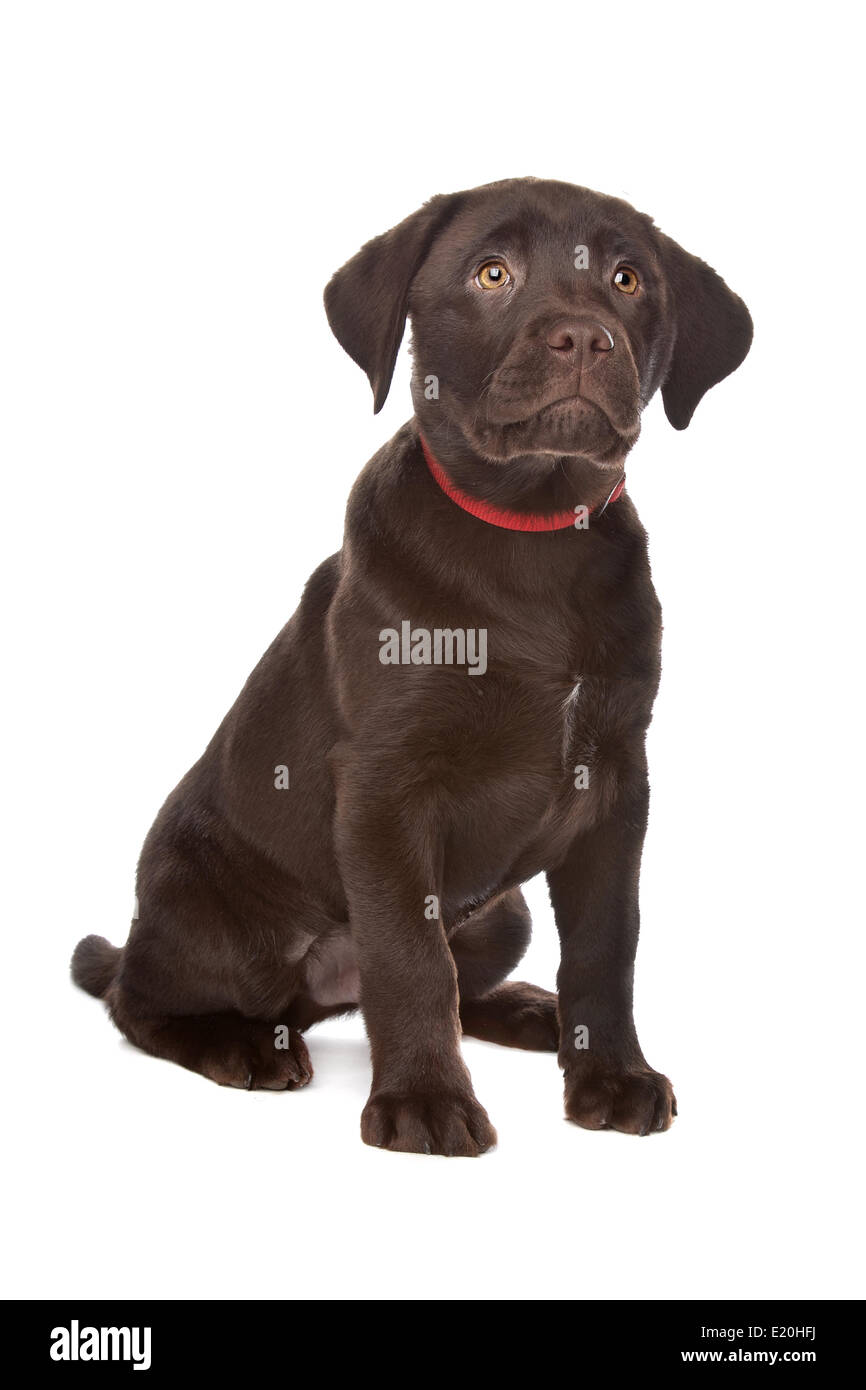 Perro labrador retriever Cut Out Stock Images & Pictures - Alamy