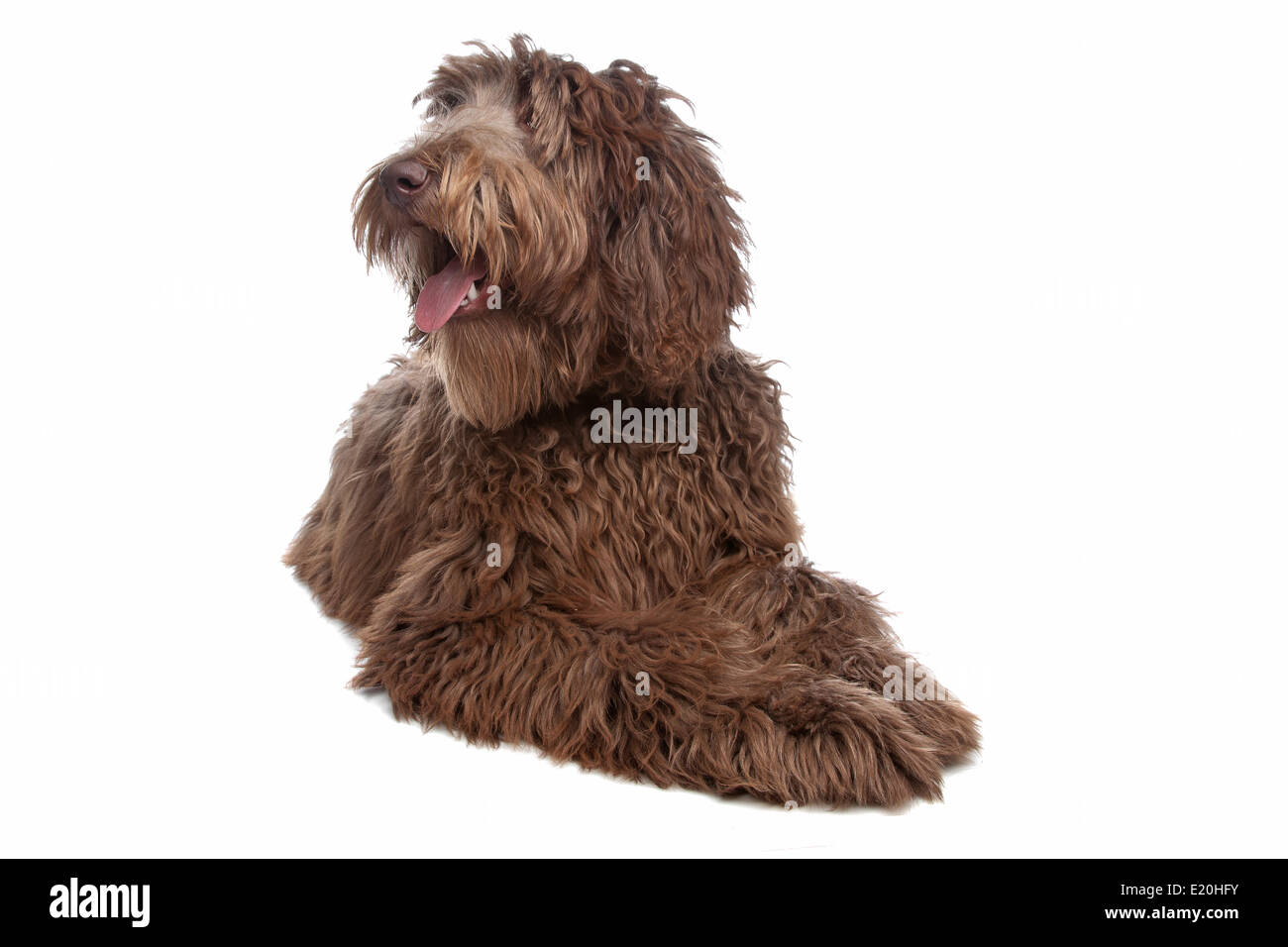 Perros labradoodle hi-res stock photography and images - Alamy