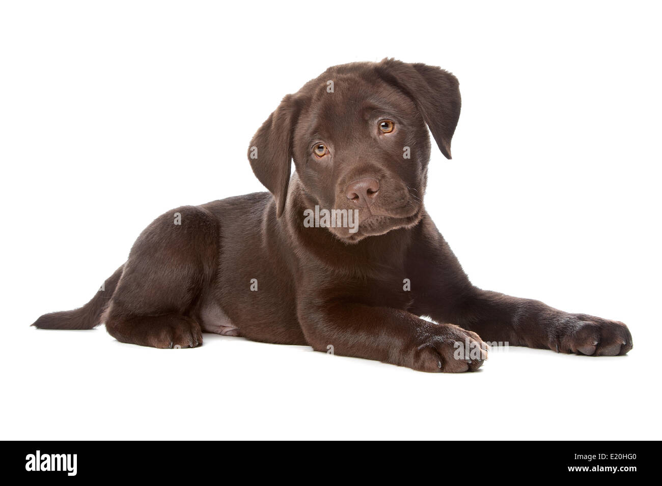 Perro labrador retriever Cut Out Stock Images & Pictures - Alamy
