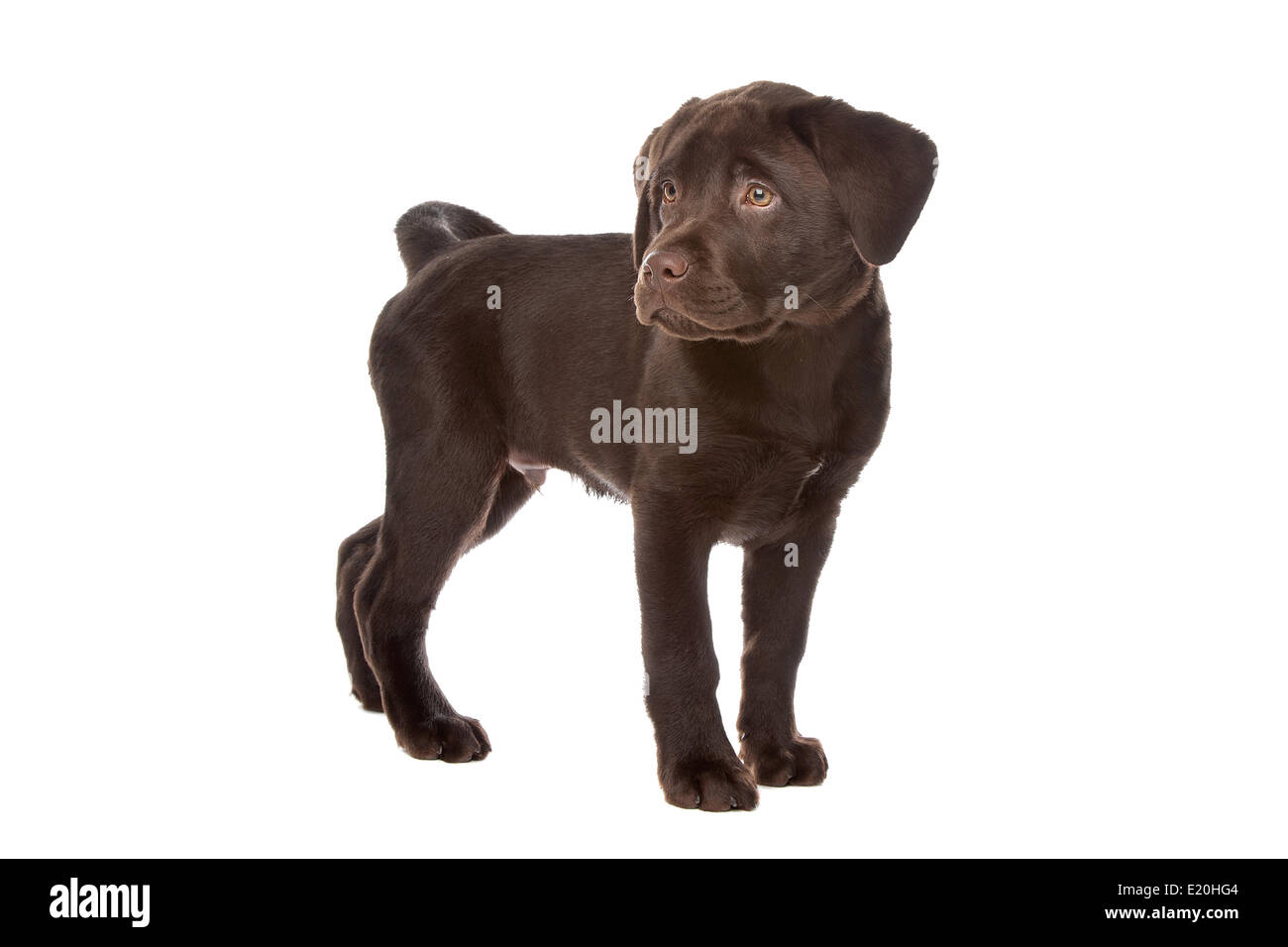Perros labrador retriever hi-res stock photography and images - Alamy