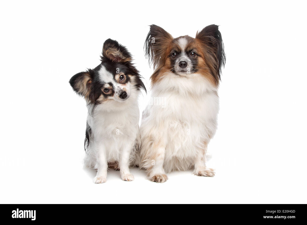papillon or Butterfly Dog Stock Photo - Alamy