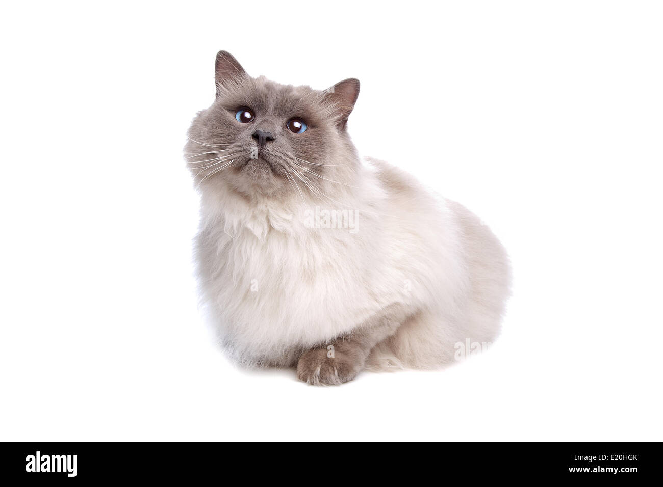 Grey cat burmese cat hi-res stock photography and images - Alamy