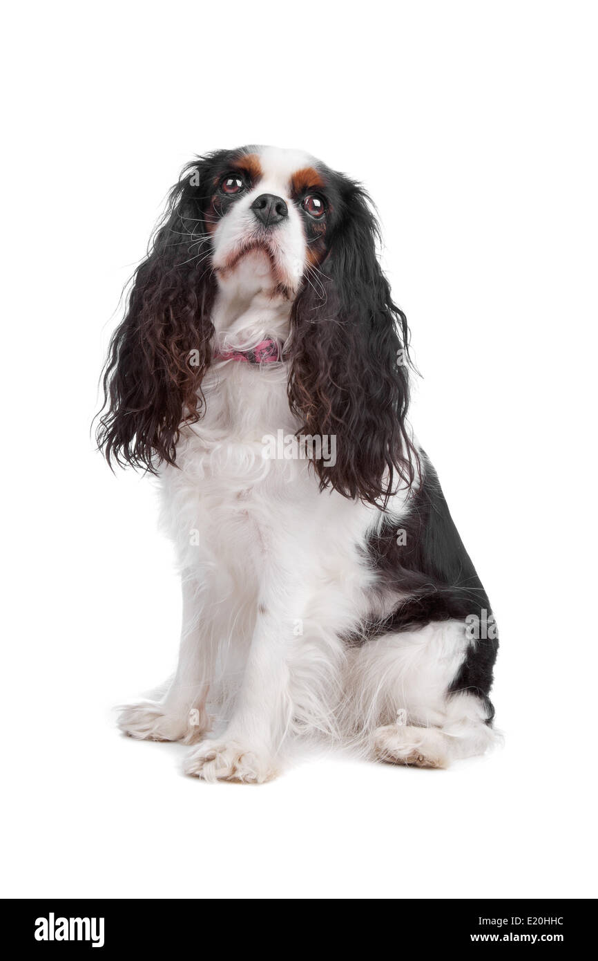 Perro king charles hi-res stock photography and images - Alamy