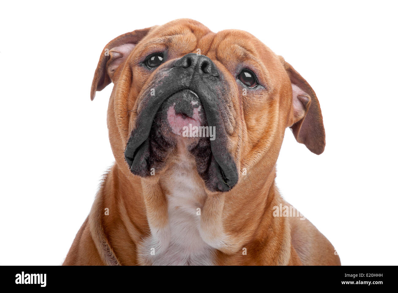 Old english hound hi-res stock photography and images - Alamy