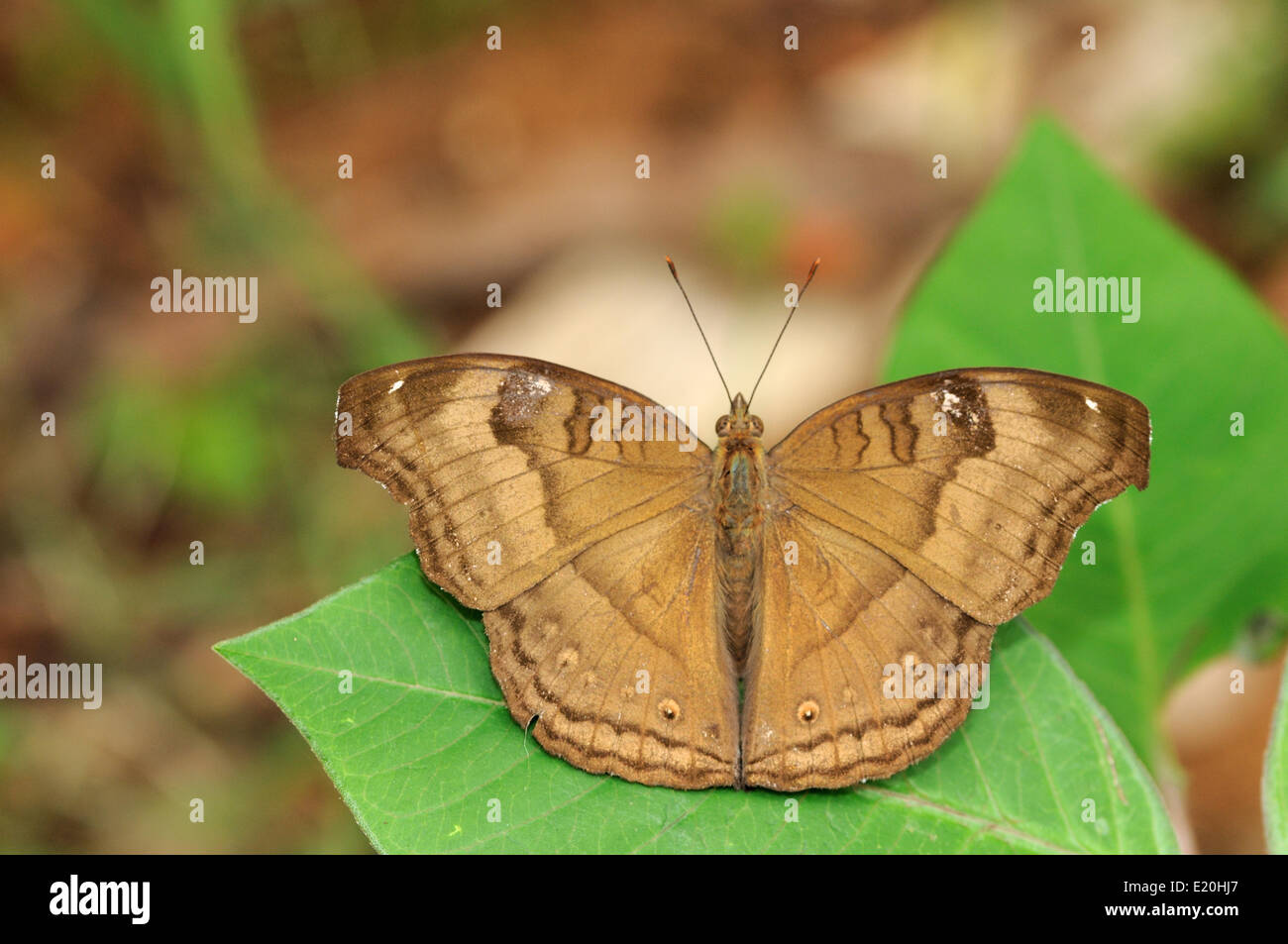Chocolate pansy butterfly hi-res stock photography and images - Alamy