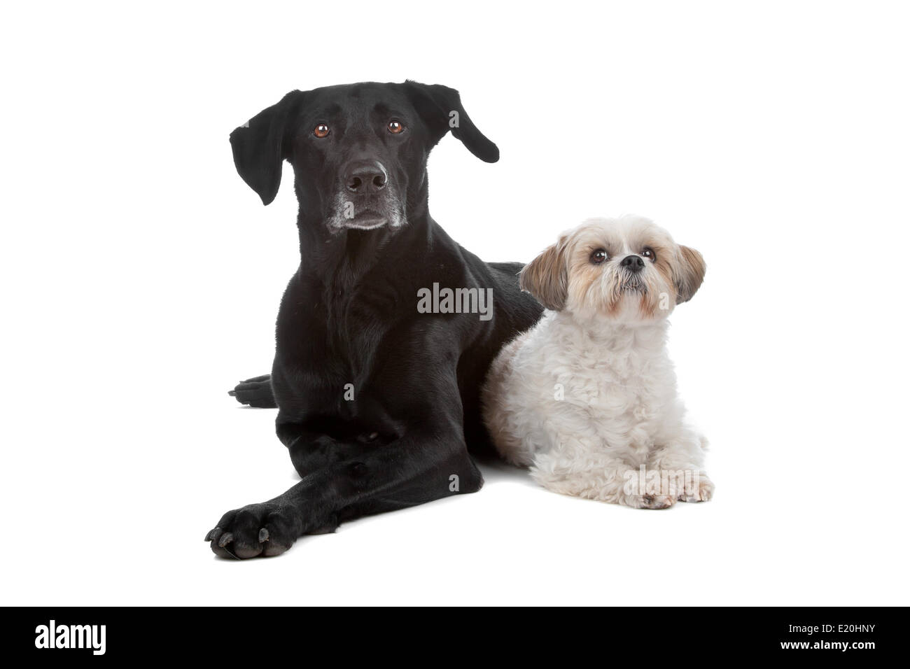 Two dogs on black Cut Out Stock Images & Pictures - Alamy