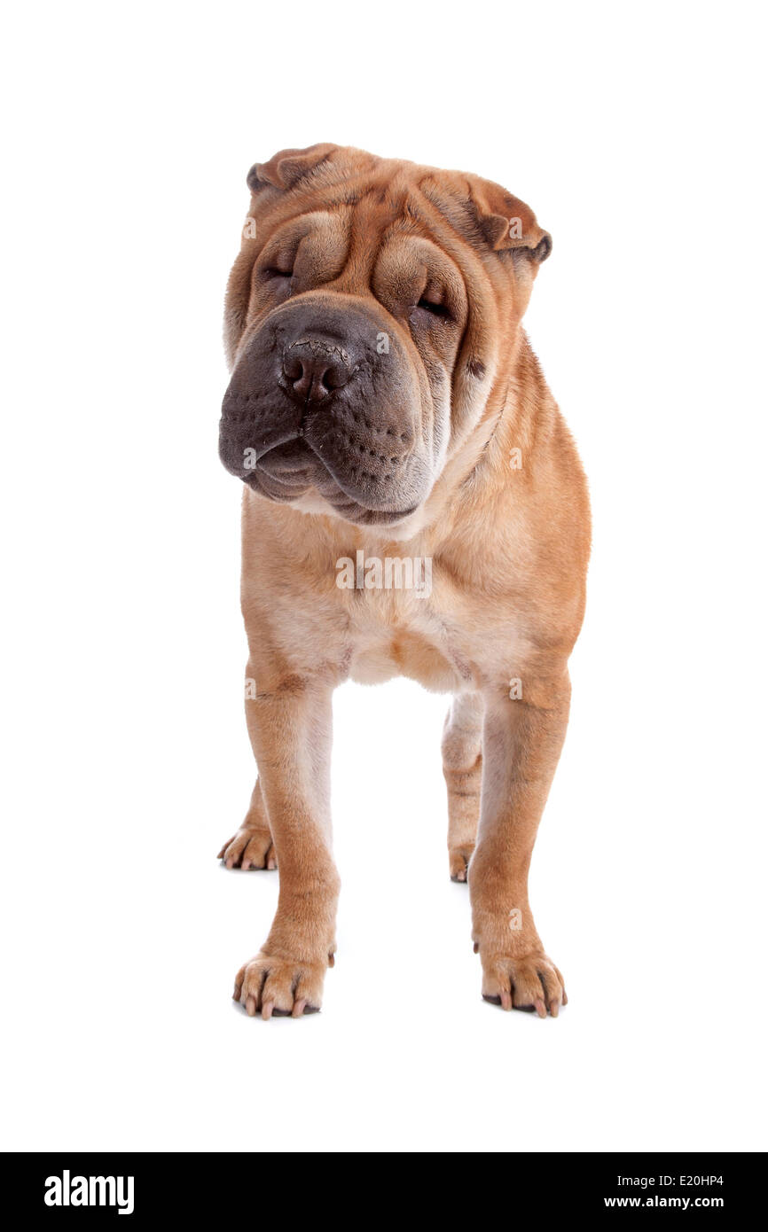 Chinese fighting dog hi-res stock photography and images - Alamy